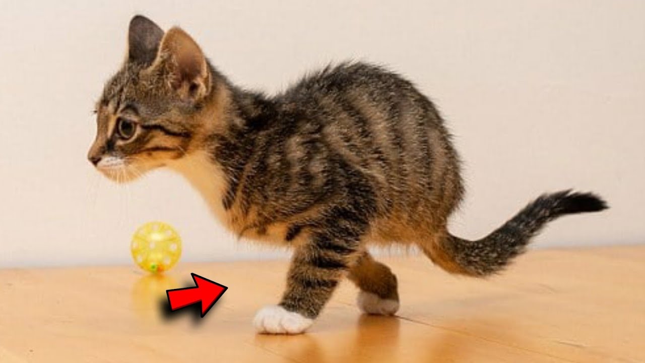 Two Pitiful Cat Sisters Born With a Rare Deformity, Without Hind Legs ...